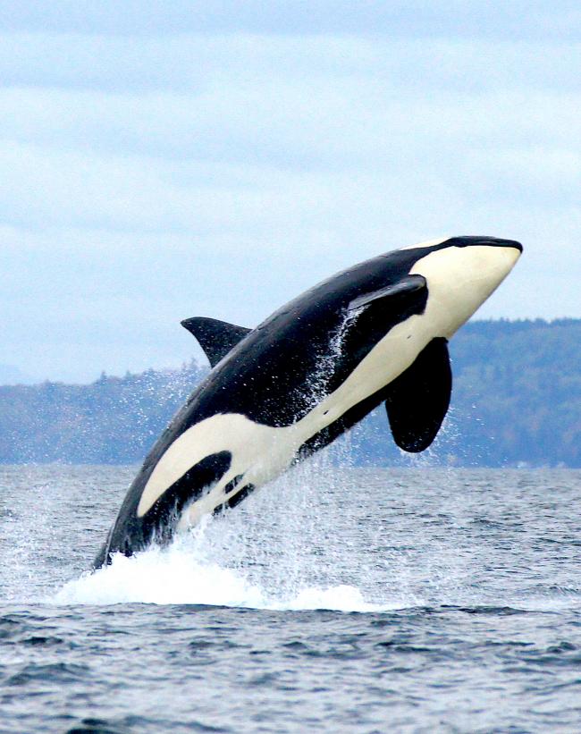 Celebrate Orca legislation and Puget Sound Orca update featuring Mark ...